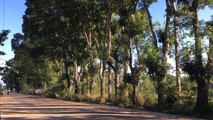 Petition · Trees matters too. Save Damilag, Bukidnon Trees ...