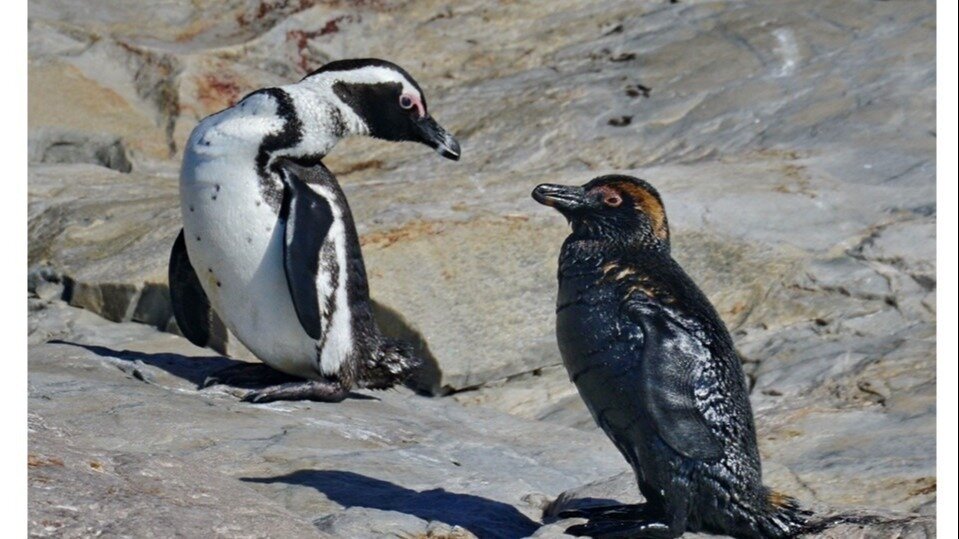 Petition · Save the African Penguin from Extinction - Stop StS ...