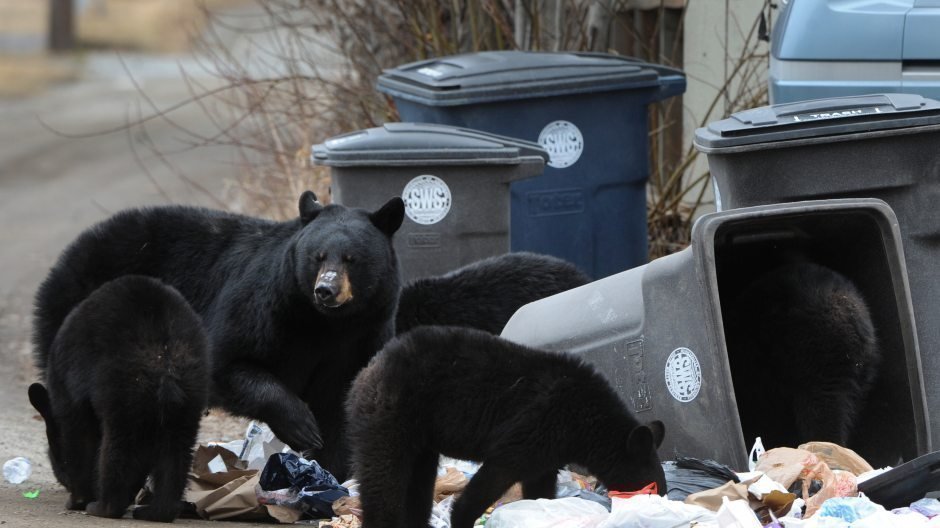 Petition · Protect Westchester's Bears, Enact Bear Safe Ordinaces ...
