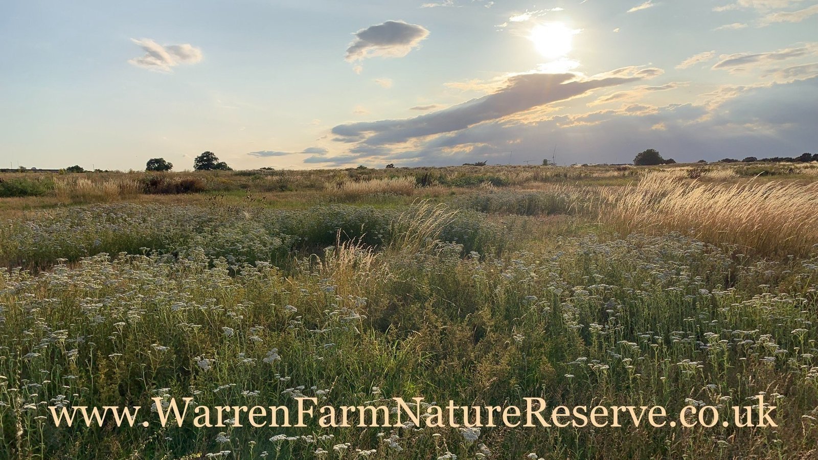 Petition · Ealing Council - give rewilded urban meadow Warren Farm the ...