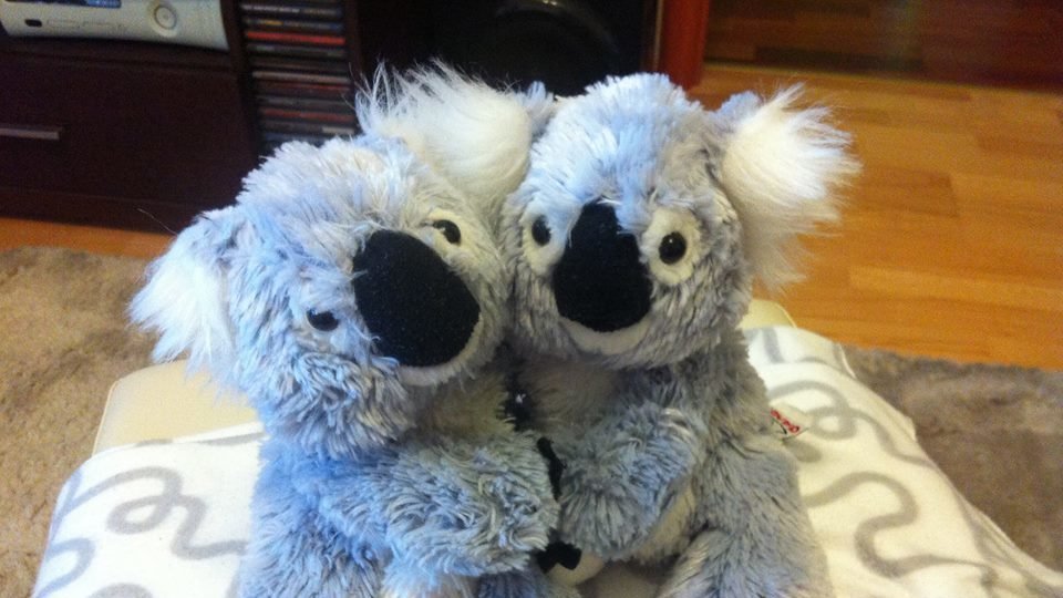 Petition · stop killing innocent animals! they need us and we need them ...