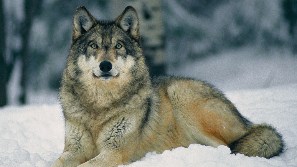 Petition · Minnesota Governor Mark Dayton/MN State Representatives and ...