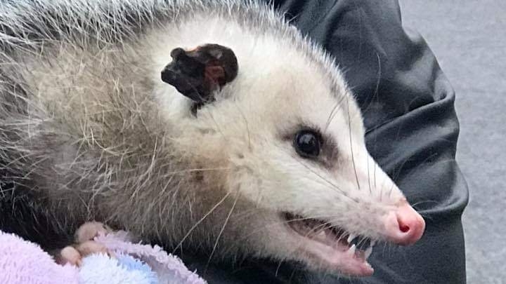 Petition · Allow Sand Mountain Sam to Predict the Winter on Opossum Day ...