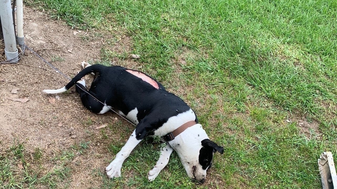 Petition · Proper treatment of animals/pets, pacifically the tethering ...