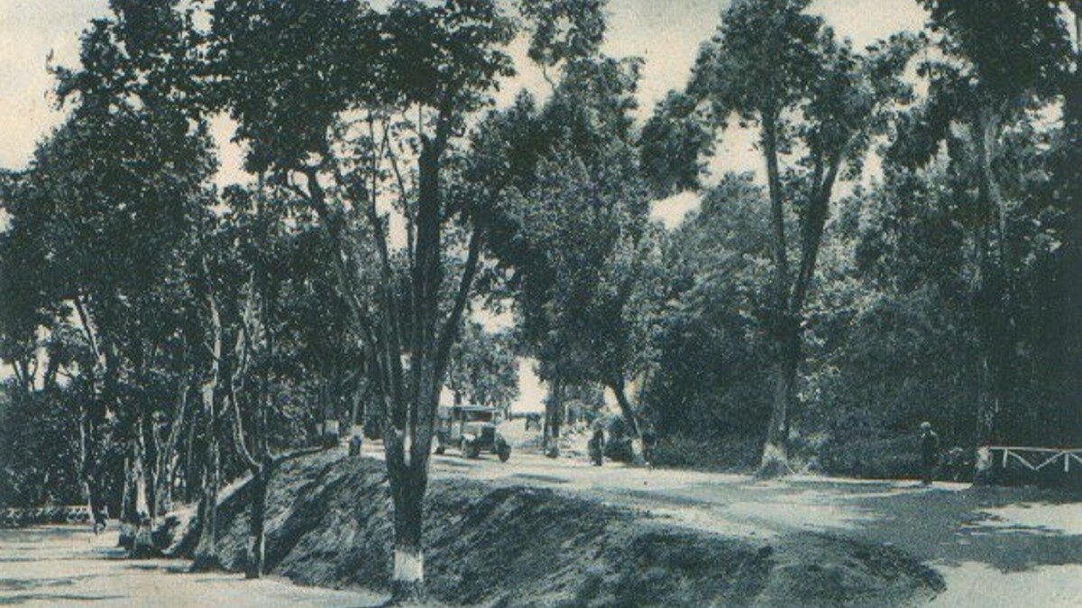 Petizione · L'Alberata di Frosinone diventi monumento arboreo ...