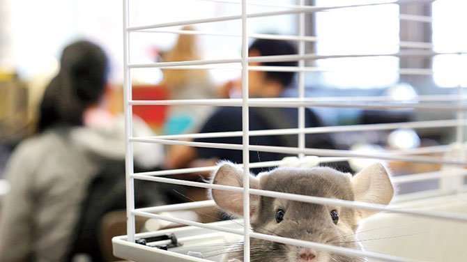Petition · Get classroom pets in more schools - United States · Change.org