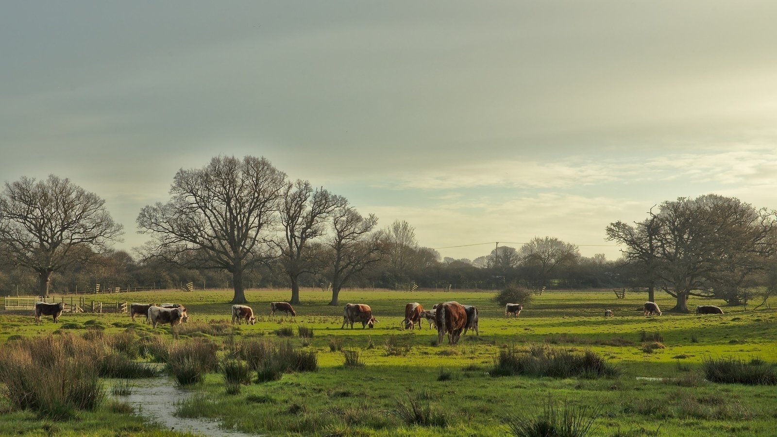 Petition · Rewild All Brownfield and Common Land in England - United ...
