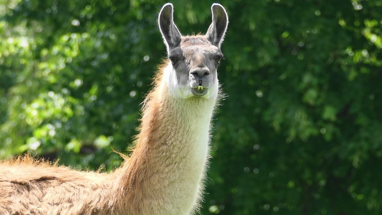 Petition update · Llama case could help Woodcot in court · Change.org ...