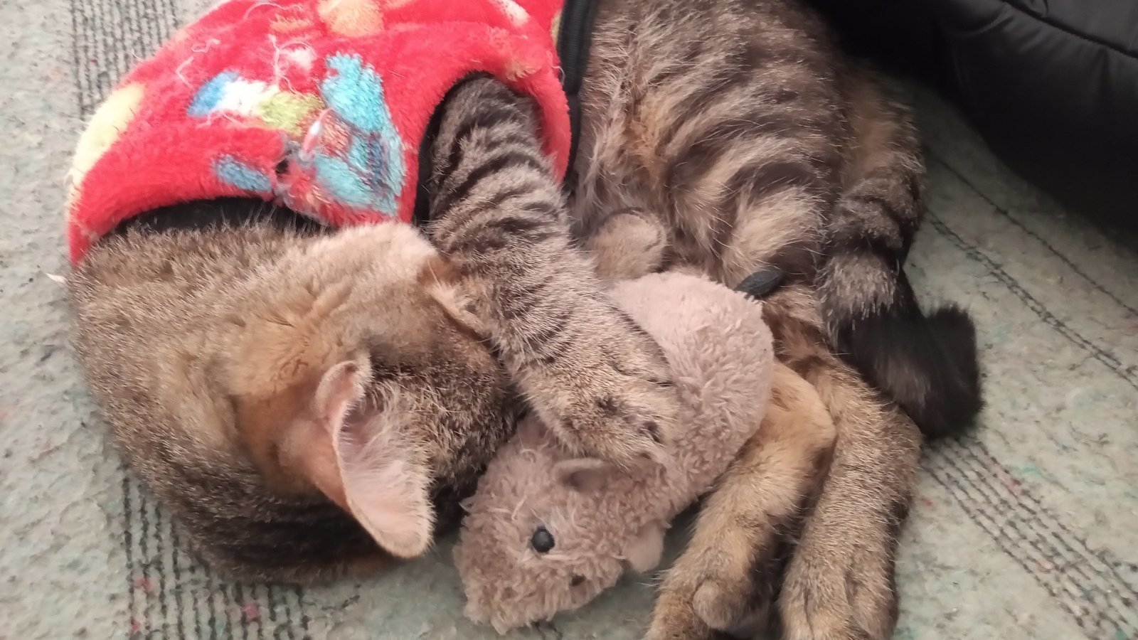 Petición · Justicia por Ruperto - Argentina · Change.org