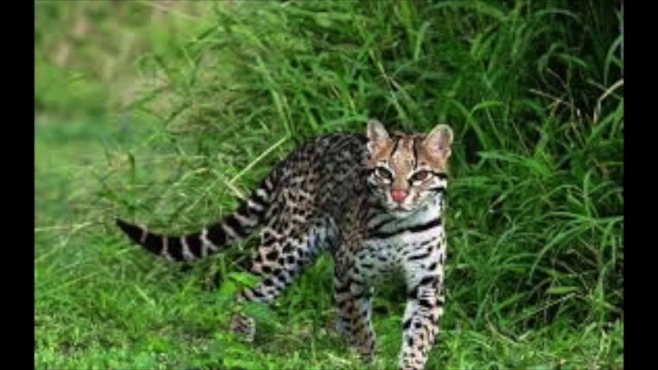 Petición · Ayudemos a los animales del Chocó a poder vivir tranquilos ...