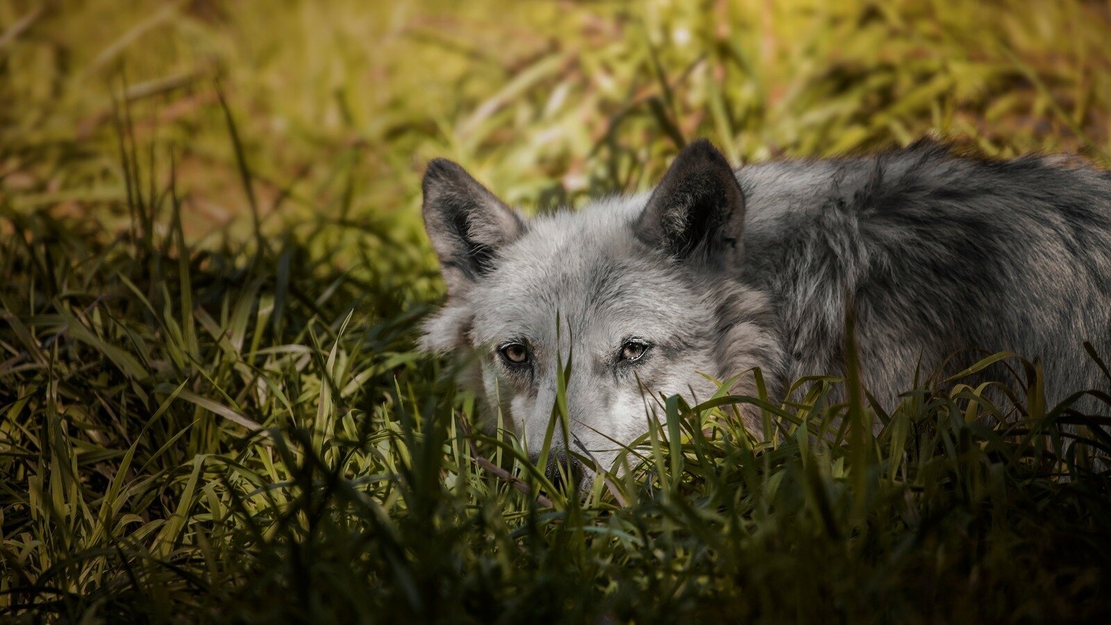Petition · Justice for the Endangered Wolf Killed in Oregon - United ...