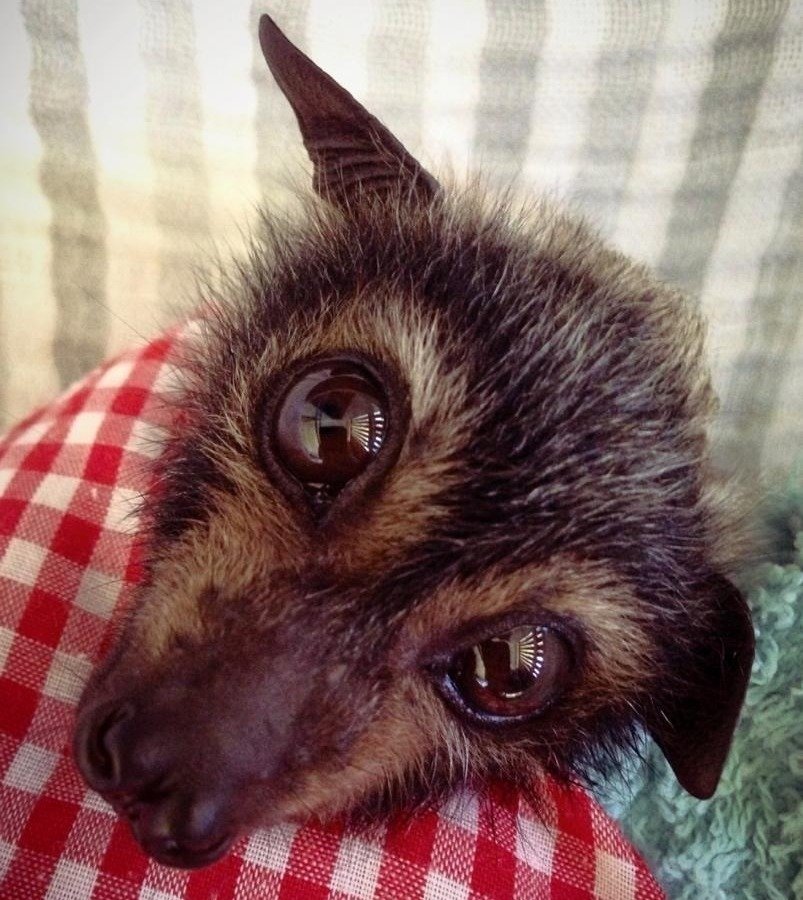 Petition · Stop the Relocation of the Cairns CBD Spectacled Flying ...