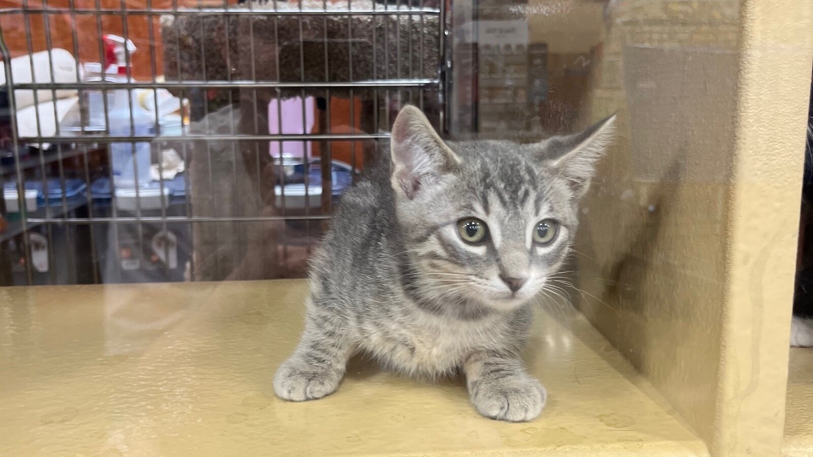 Petition · i want a cat pls sign - United States · Change.org