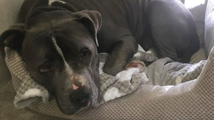 Petition · Hamna Should Get A Dog! - Saudi Arabia · Change.org