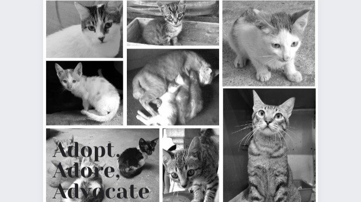 Petition · Adopt, Adore, Advocate - Philippines · Change.org