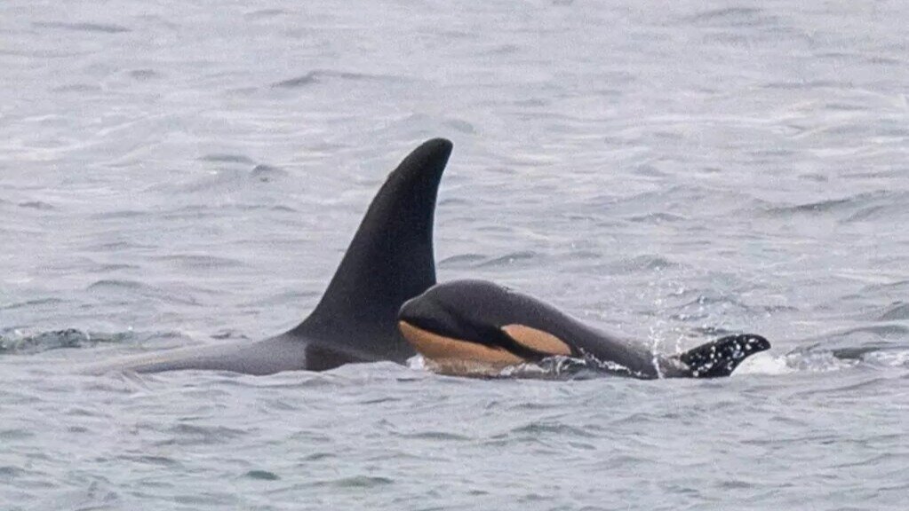 Petition · Ask Seattle to follow the Federal NOAA Southern Resident ...