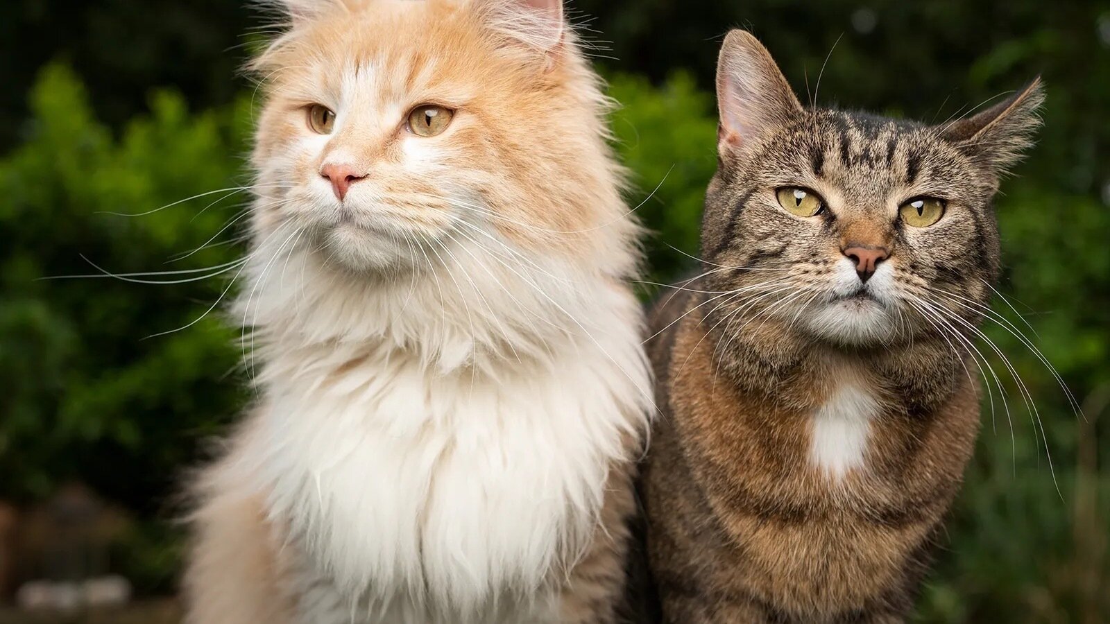 Petition · I Should Get a Cat - Loveland, United States · Change.org