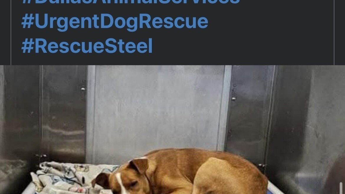 Petition · Stop the euthanasia of dogs in shelters - Norway · Change.org