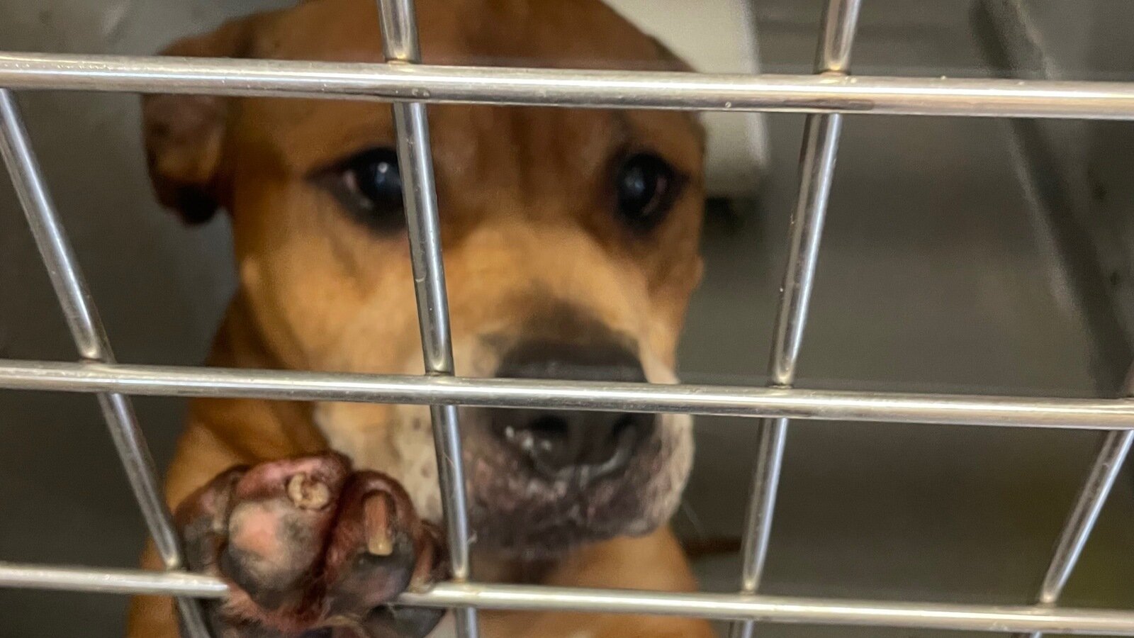 Petition · Crises at the Town of Hempstead Animal Shelter — Remove ...