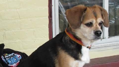 Petition · Beagles to be used for drug testing - United States · Change.org