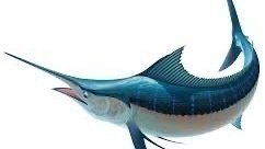 Petition · Add swordfish. Emoji now. - United States · Change.org