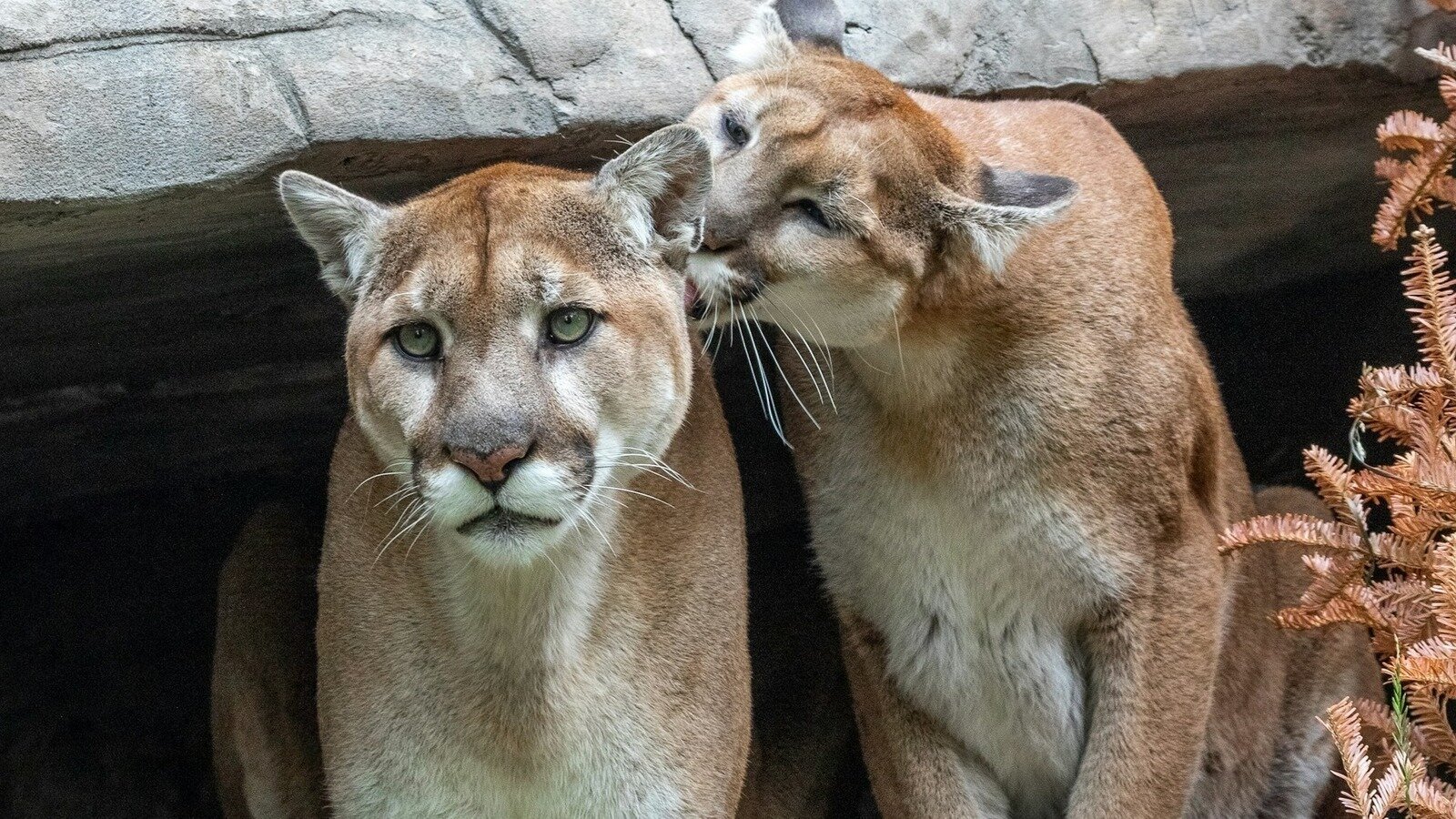 Petition · Protect Mountain Lions: Finish the Liberty Canyon Crossing ...