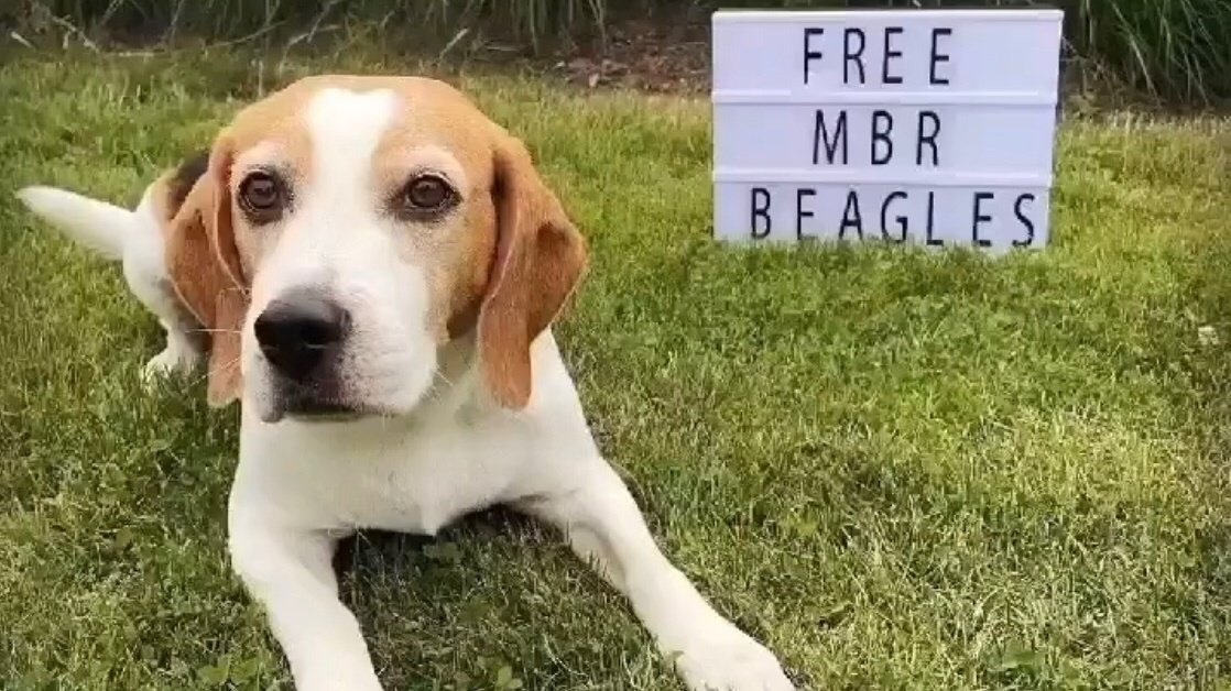 Petition · Free The MBR Beagles - United Kingdom · Change.org