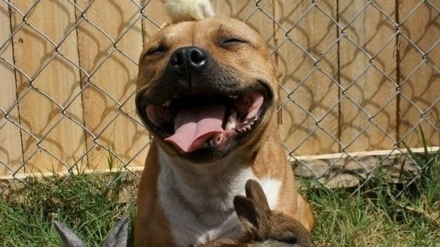 Petition · City of Winnipeg Lift BSL on Bully Breeds - Canada · Change.org