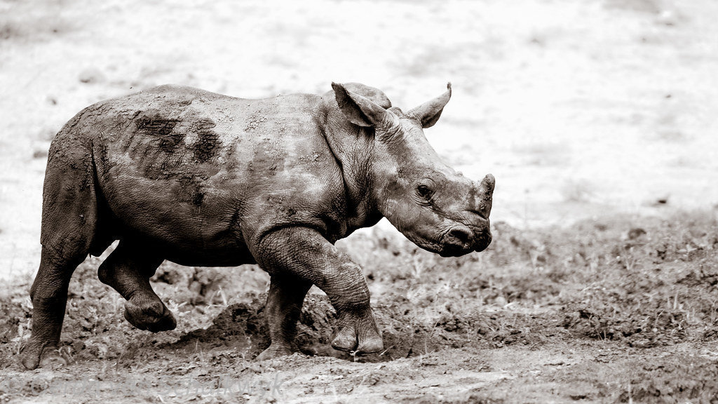 Petition · Stop Animal Poaching Now! - United States · Change.org