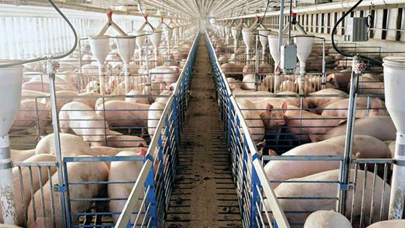 Petition · Ban Factory Farming - Australia · Change.org