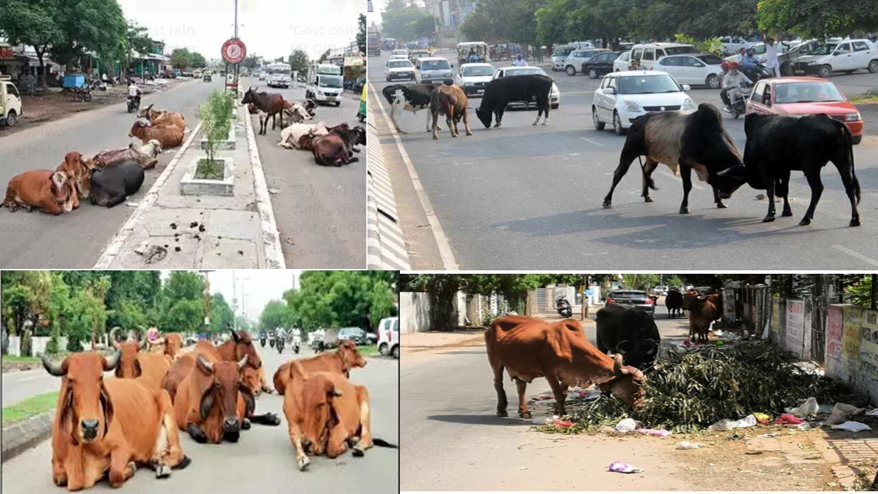 Petition · Cow and Garbage free Vadodara - India · Change.org