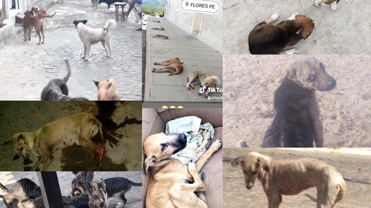 Abaixo-assinado · ANIMAIS EM SITUAÇÃO DE RUA NA CIDADE DE FLORES-PE ...