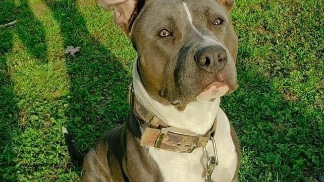 Petition · Remove our Dog Catcher - United States · Change.org