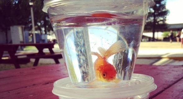 Petition · Ban Goldfish as Fun-Fair Prizes - United Kingdom · Change.org