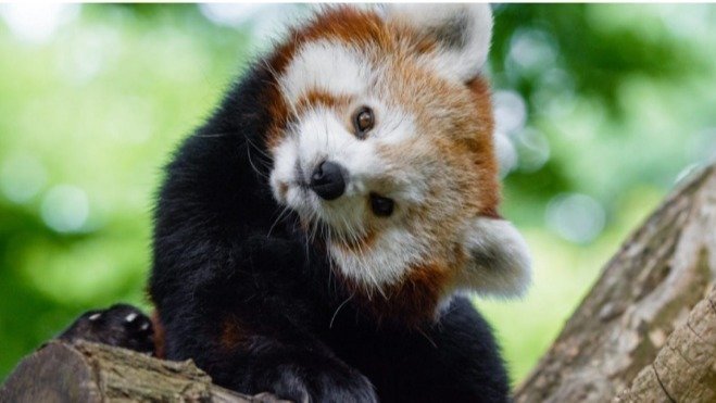 Petition · Save Red Pandas and their habitats - United States · Change.org