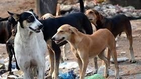 Petition · Aso mo itali mo - Philippines · Change.org