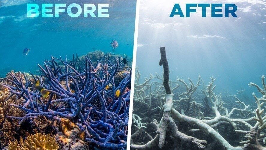 Petition · SAVE OUR REEFS! - New Zealand · Change.org