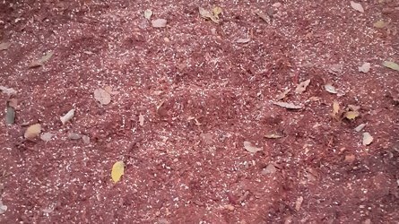 Petition update · Update; and two actions you can take to protect trees ...