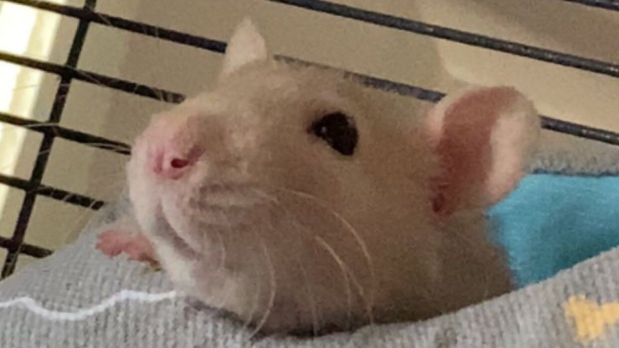 Petition · Let me bring my rat to skit night. - United States · Change.org