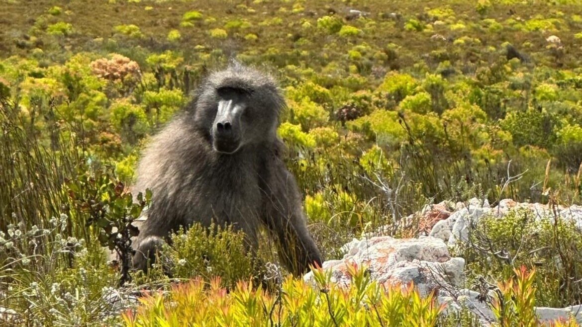 Petition update · 26 ENVIRONMENTAL WILDLIFE ORGANISATIONS REJECT THE ...