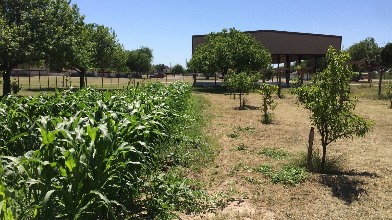 Petition · Save the Orchard at Fort Ringgold - United States · Change.org