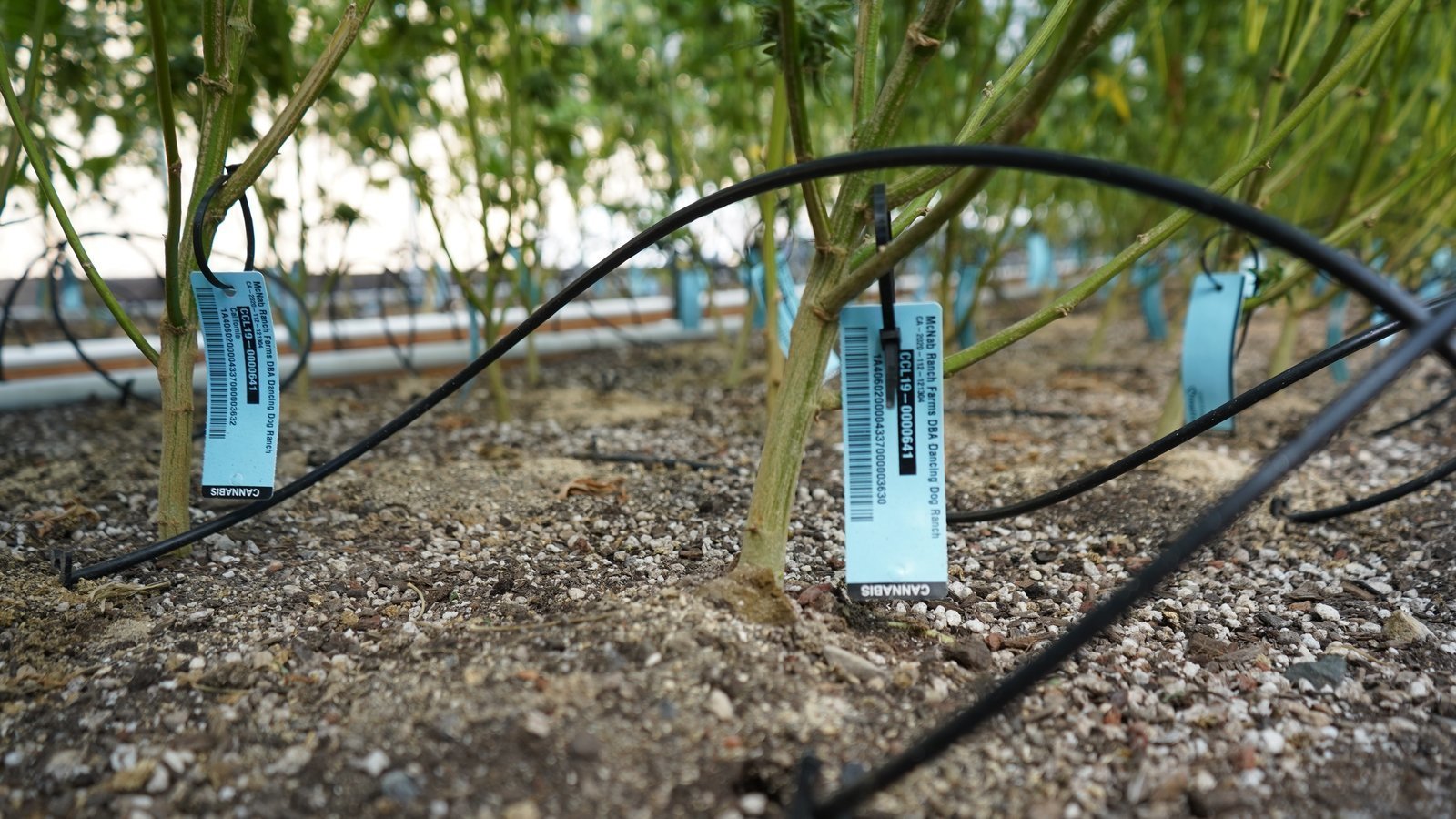 Petition · Replace plastic METRC tags with hemp or compostable material ...