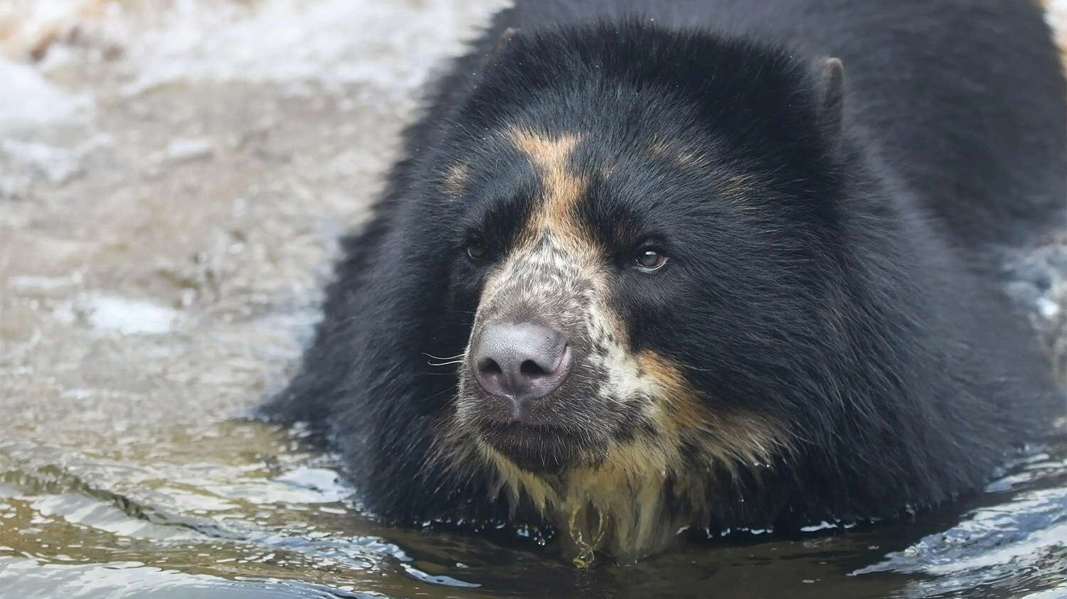Petition · BRING BEN THE BEAR BACK TO ST. LOUIS ZOO - United States ...