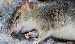 Petition · Ban Rodenticide Use on Cape Ann - United States · Change.org