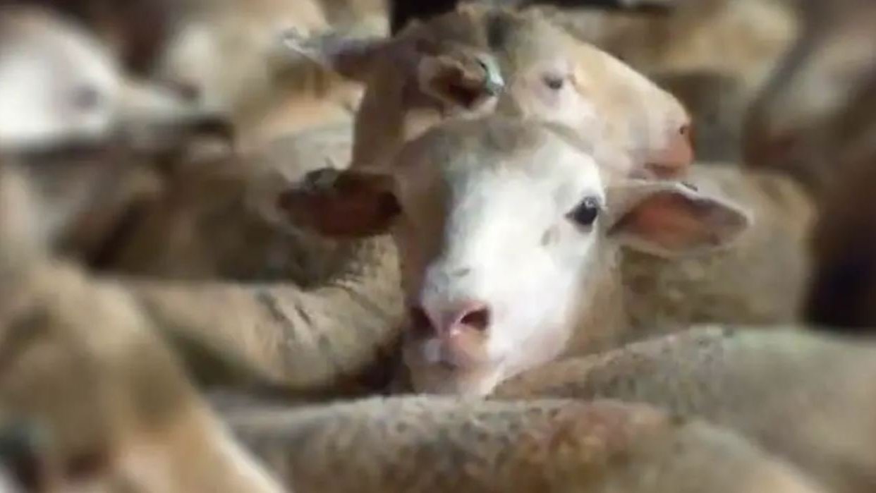 Petition · Stop Inhumane Live Animal Exports from Australia - Australia ...