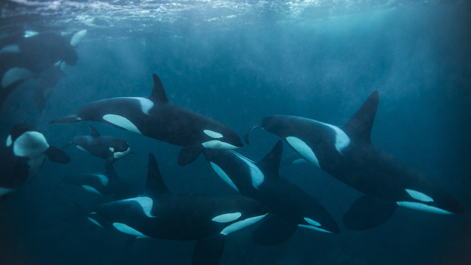 Petition · Increase Salmon Hatchery Production to Save endangered Orcas ...