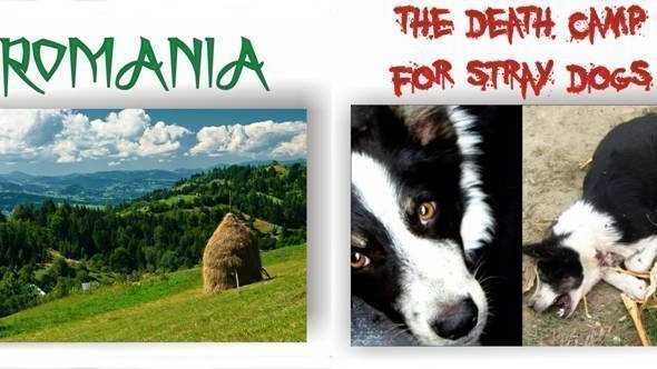 Petition · Romania, stop euthanasia of stray dogs! - Romania · Change.org