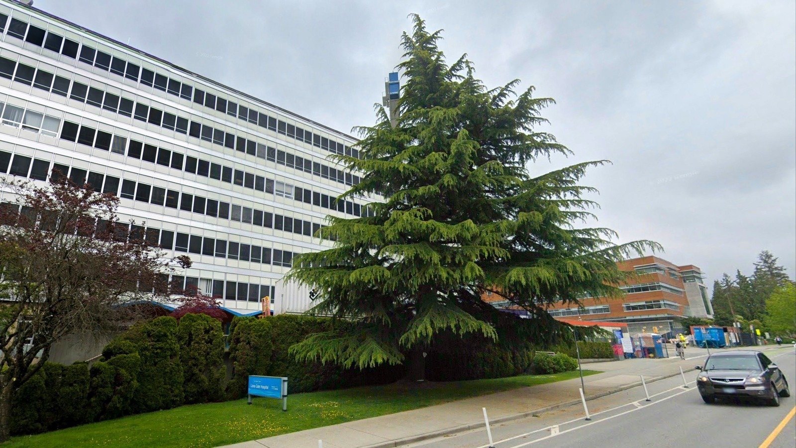Petition · Save the Cedar Tree at Lions Gate Hospital - North Vancouver ...