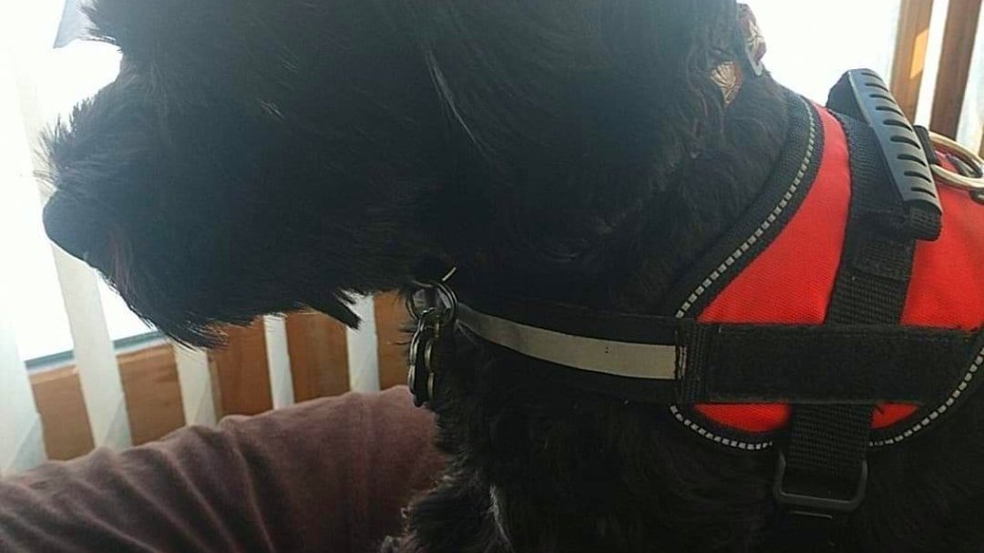 Petition · Owners & their Service Dogs In Training Awareness - United ...
