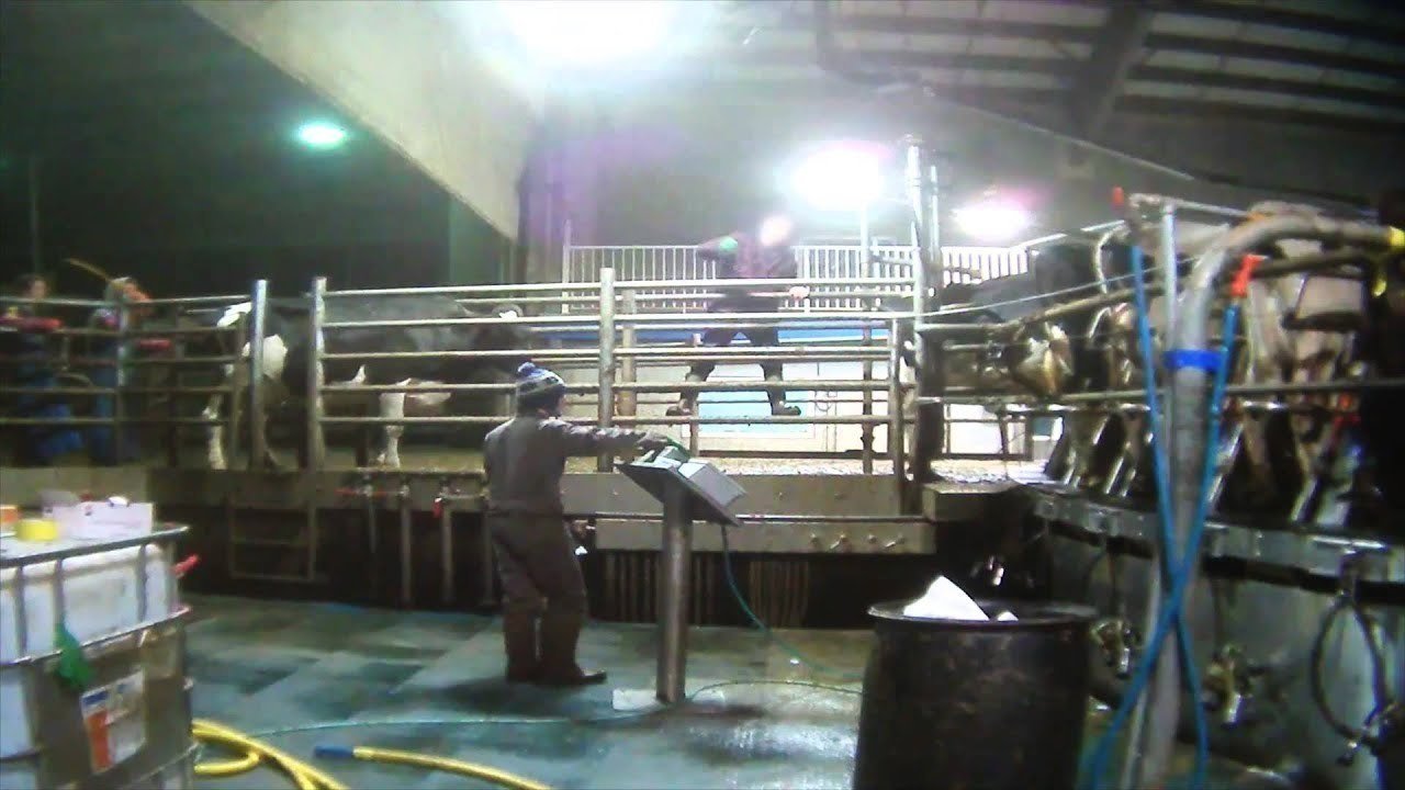 Petition · Shut Down Intensive Factory Farming and Save Innocent ...